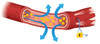 How to Build Muscle on GLP-1s: A Proven Strategy to Prevent Muscle Loss ...