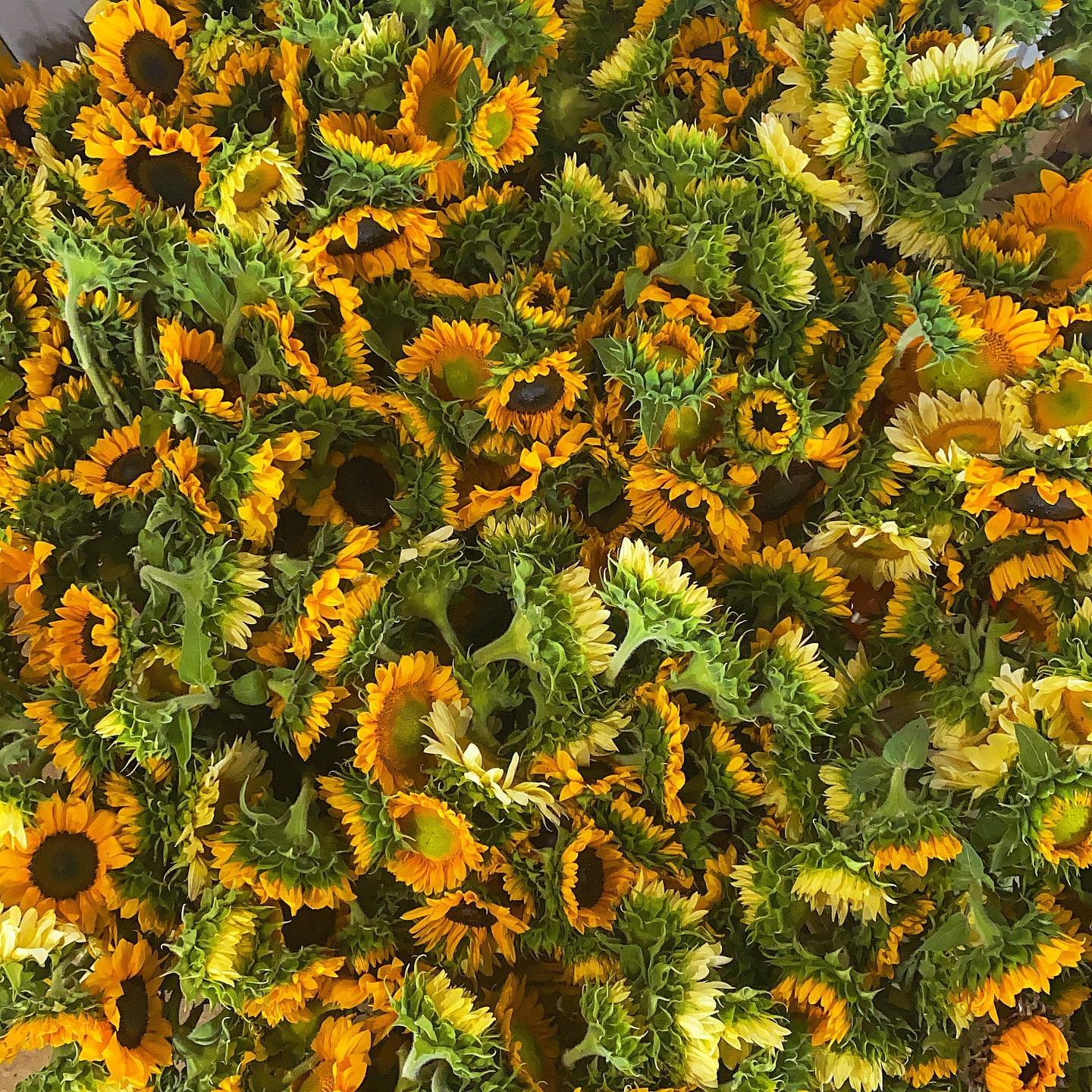 Locations — URBAN ROOTS FARM