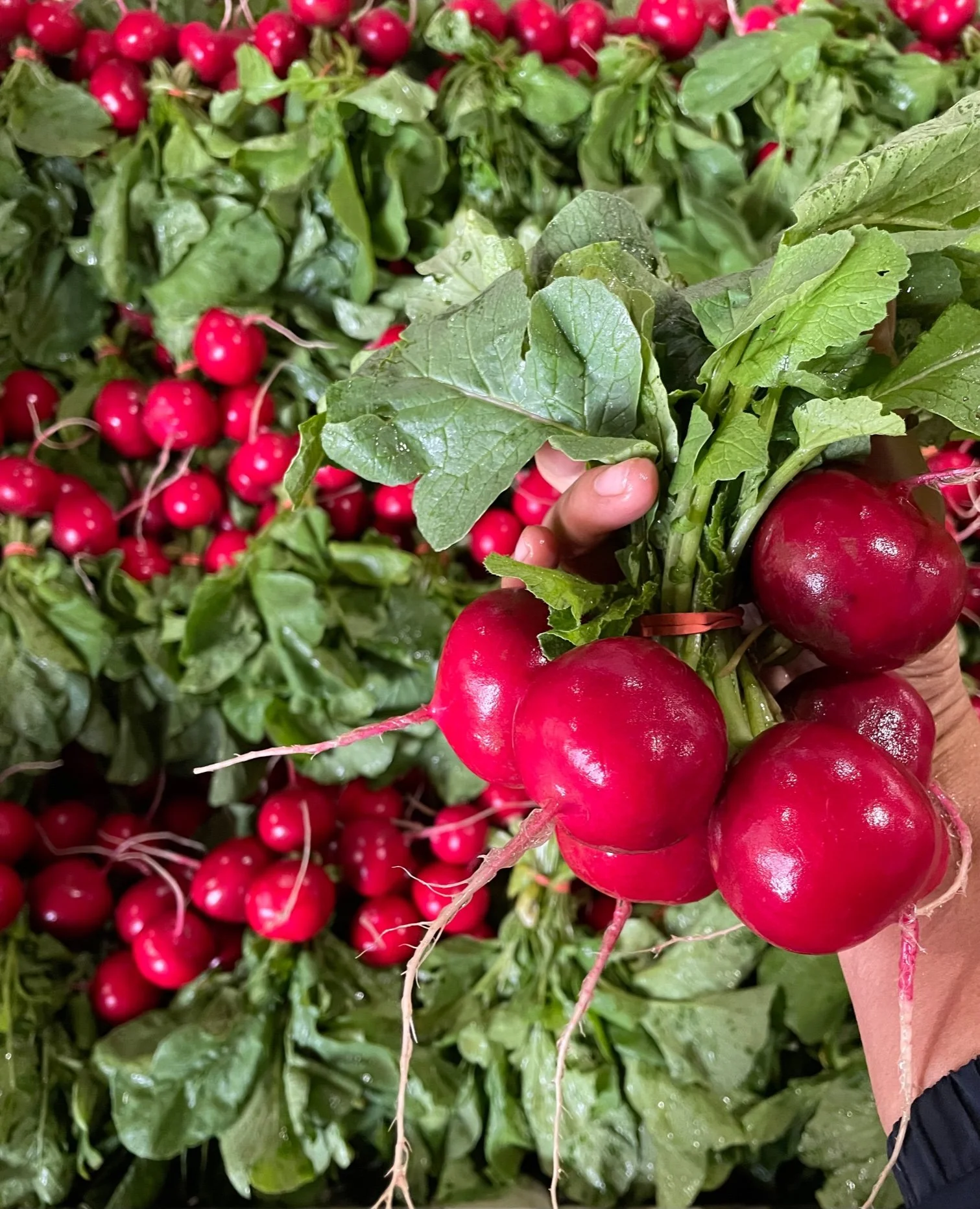 About — URBAN ROOTS FARM