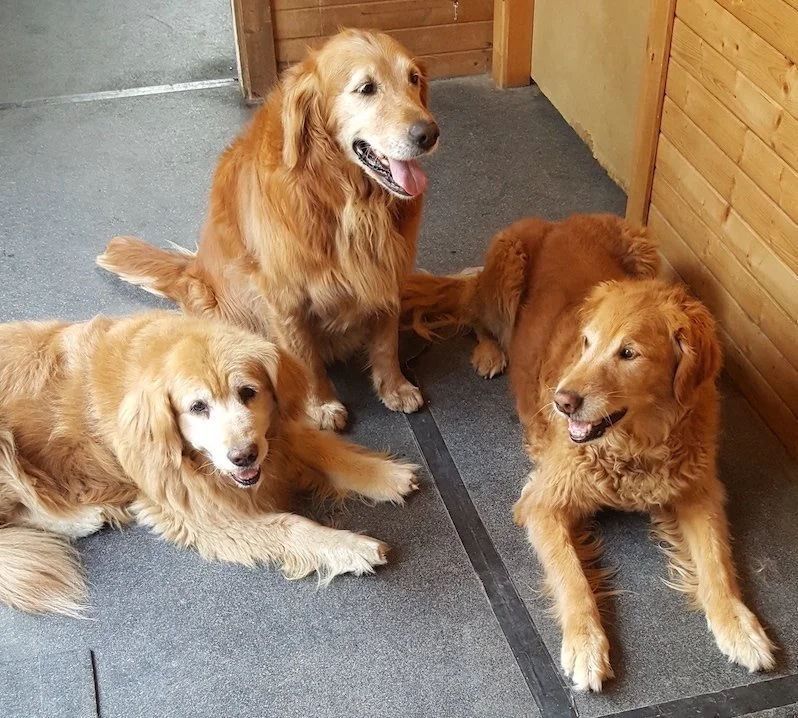 Dog Boarding Kennel in Victoria BC | K9 Country Cottage
