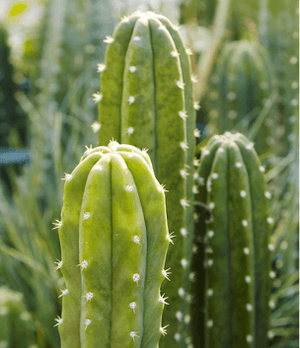 10 Best Wachuma (San Pedro Cactus) Retreats — SiteSee