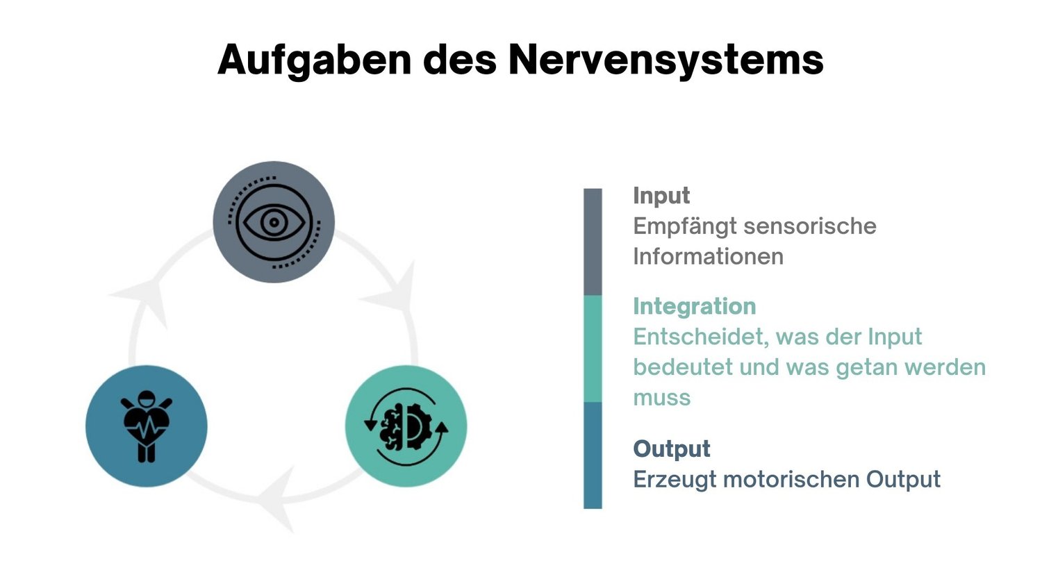 Neuroathletik — Neurozentriertes Training