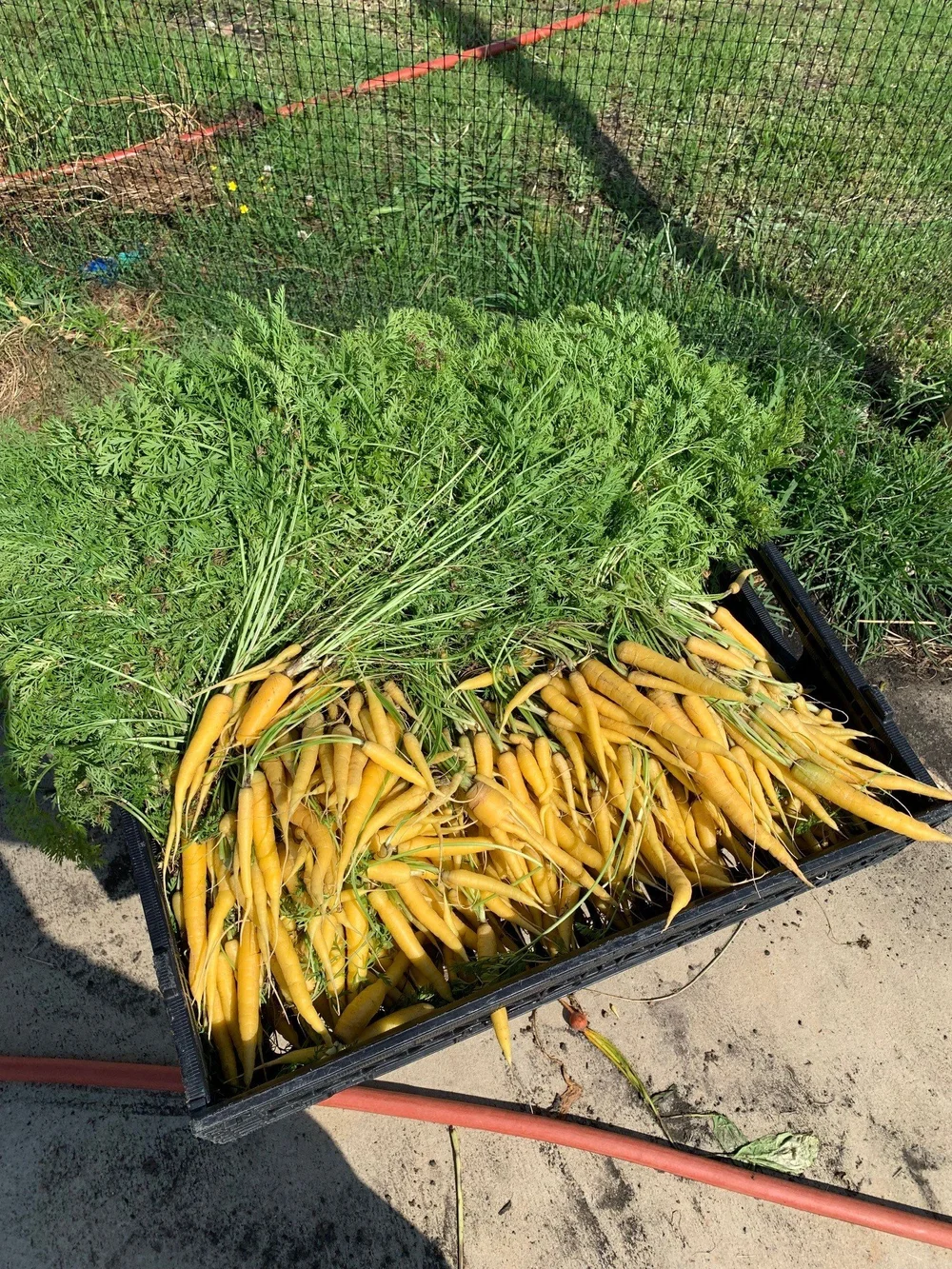About — Growing JOY Farms
