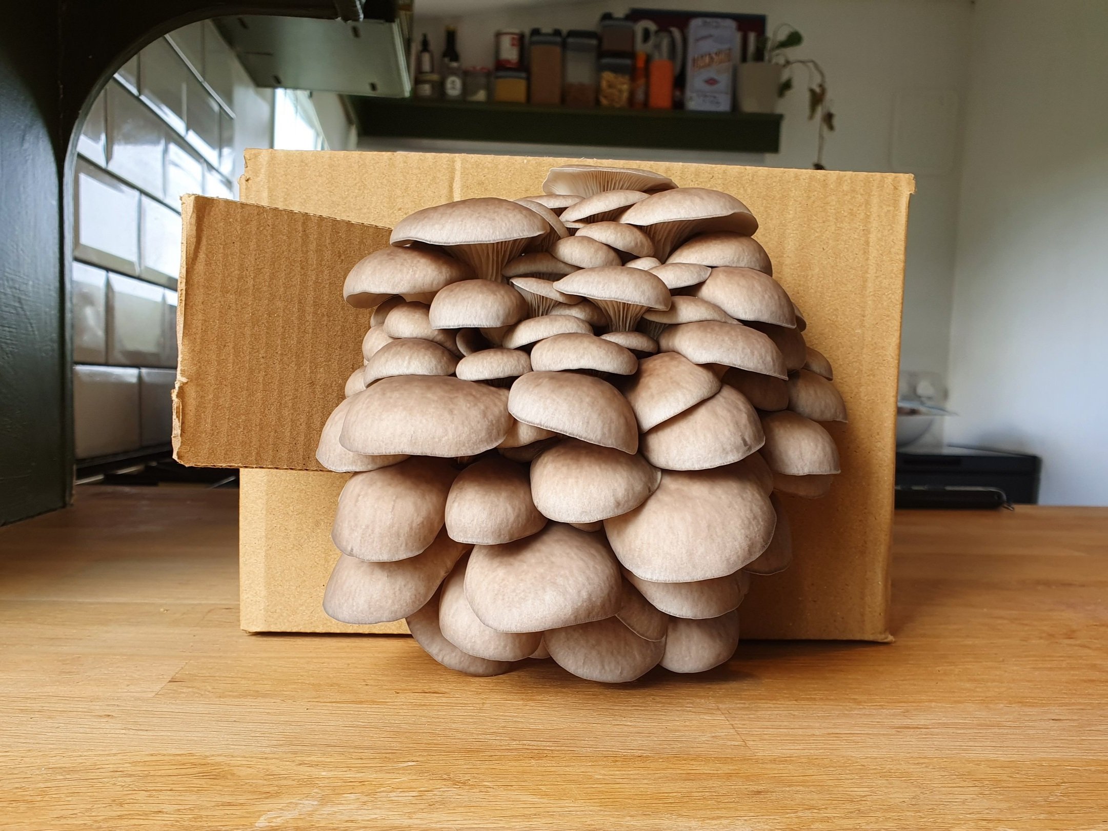 Lion's Mane Mushroom Grow Kit — Mushroom Culture