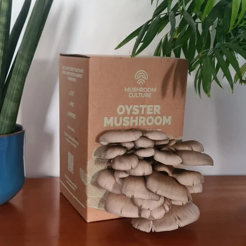 How to Grow Oyster Mushrooms at Home (6 Step Guide) — Mushroom Culture