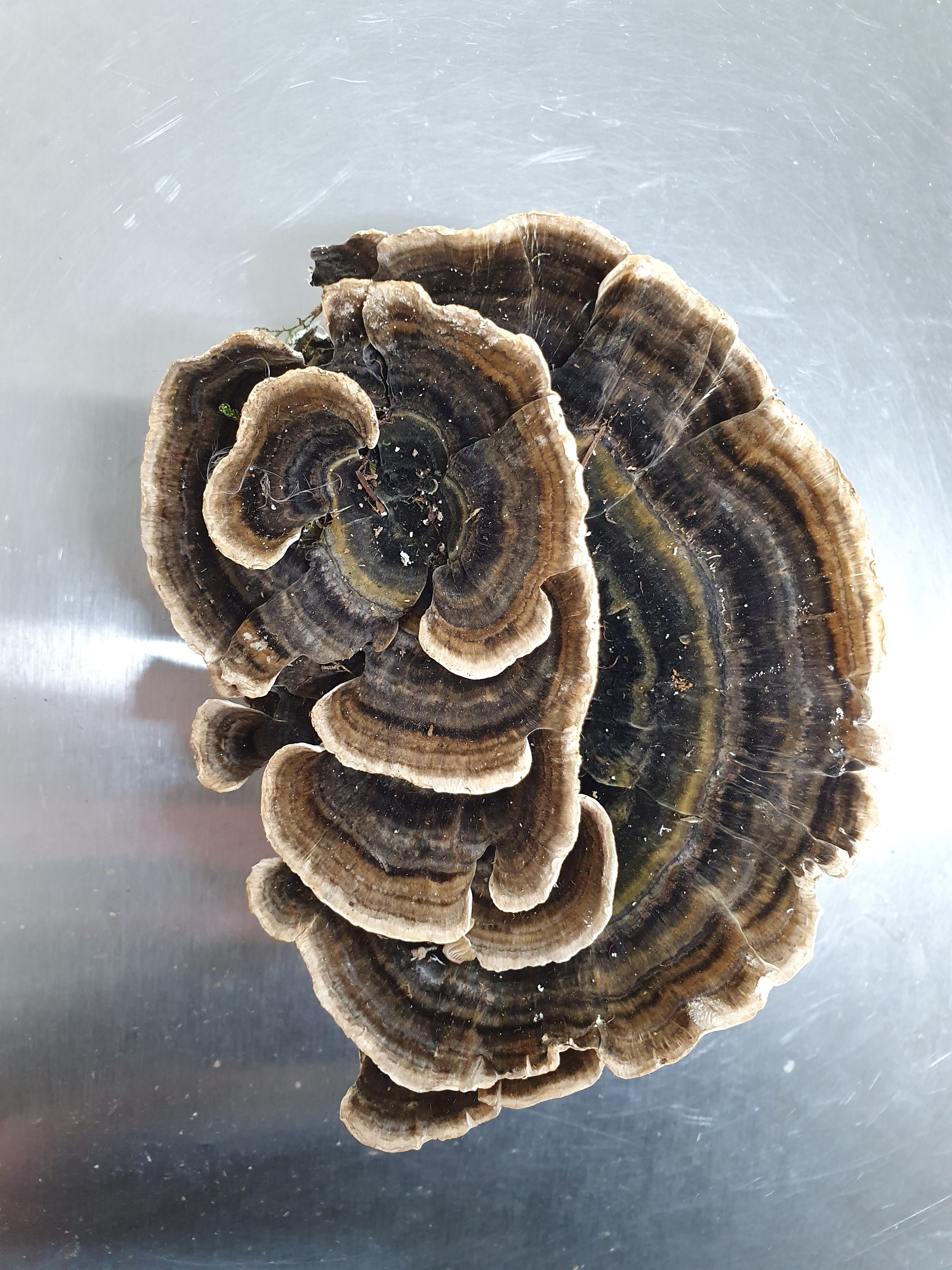 Fruiting Bodies and Mycelium in Functional Mushrooms — Mushroom Culture
