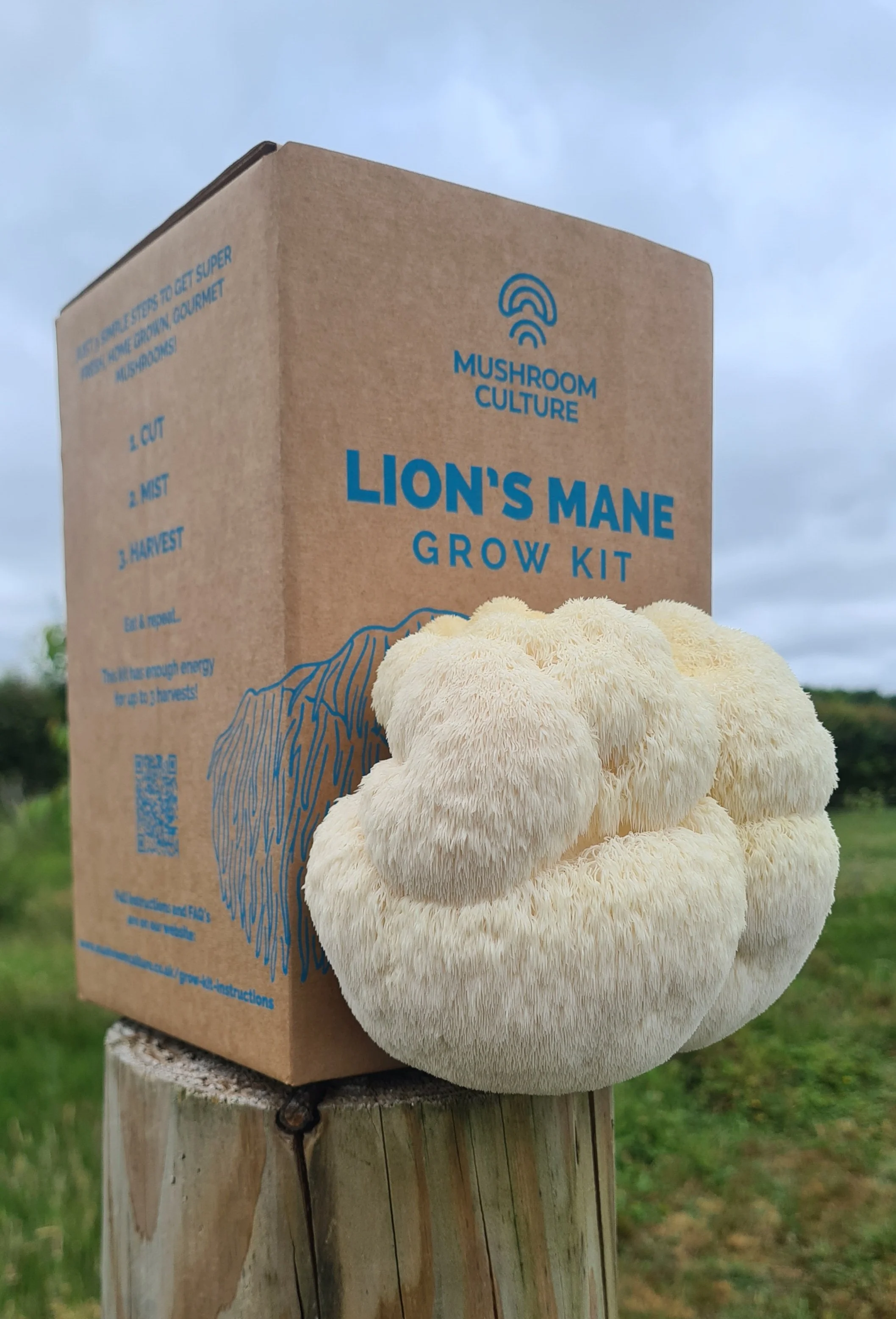 Lion's Mane Mushroom Grow Kit — Mushroom Culture