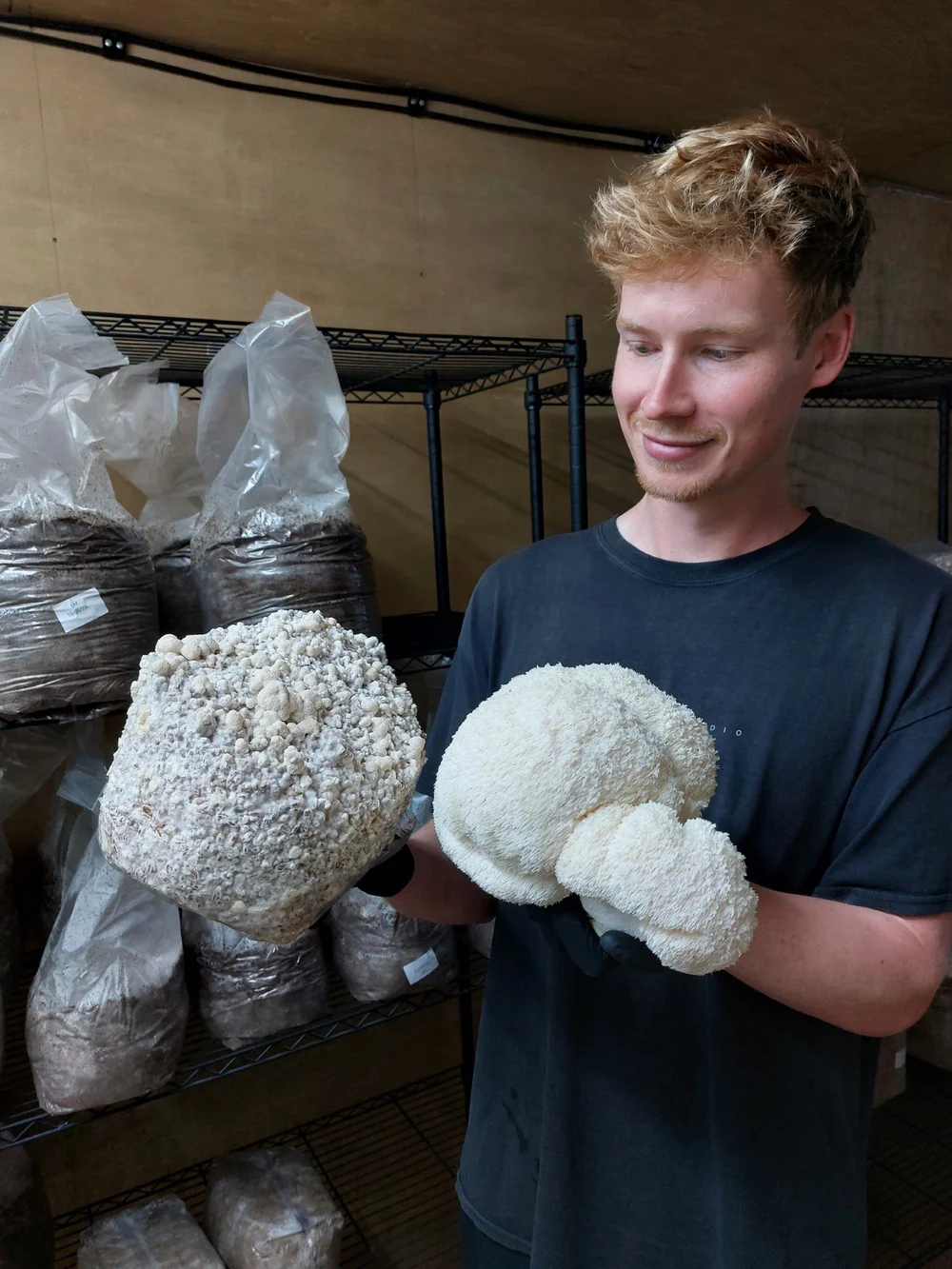 Fruiting Bodies and Mycelium in Functional Mushrooms — Mushroom Culture