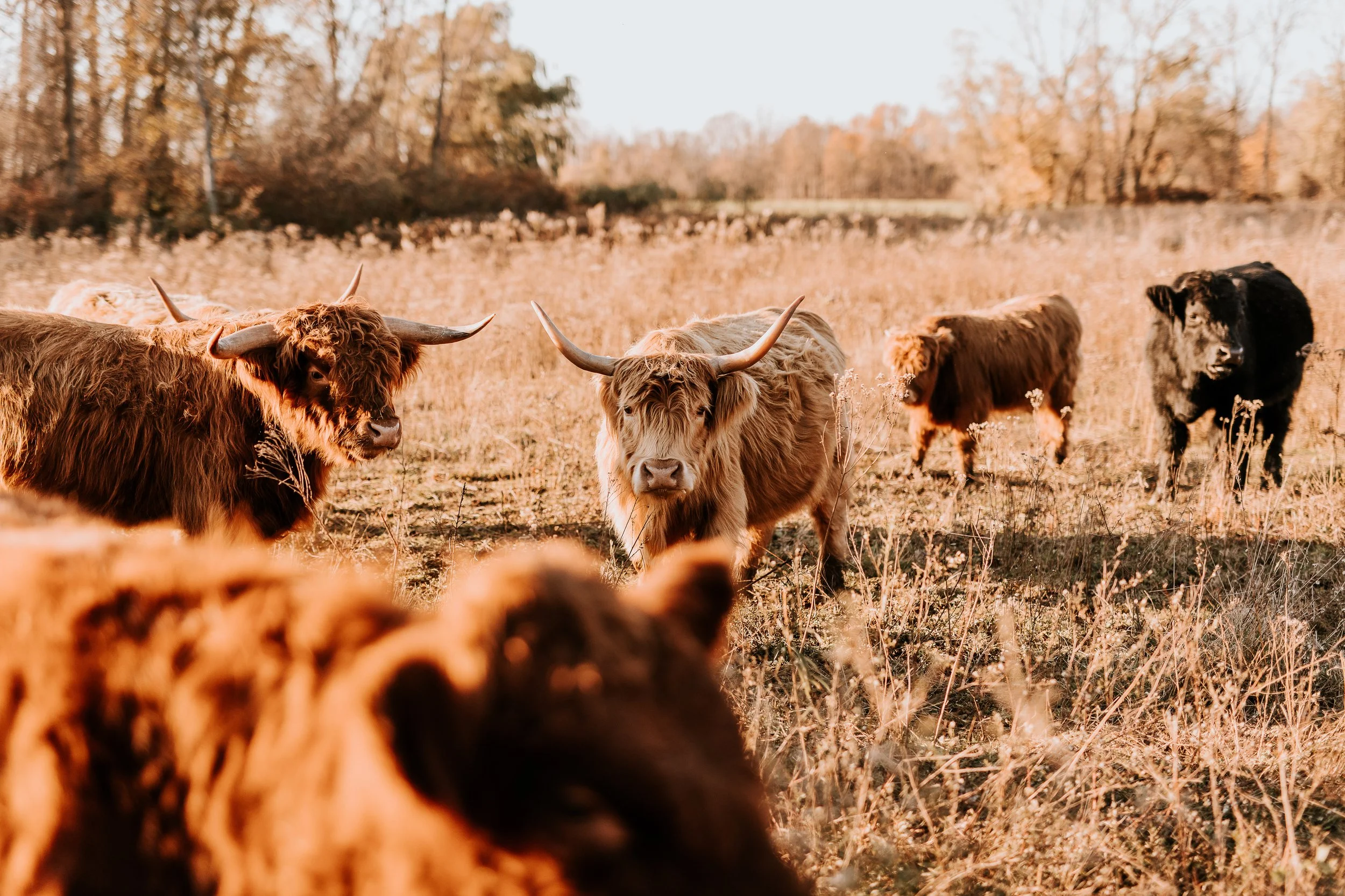 Timber and Stone Farm