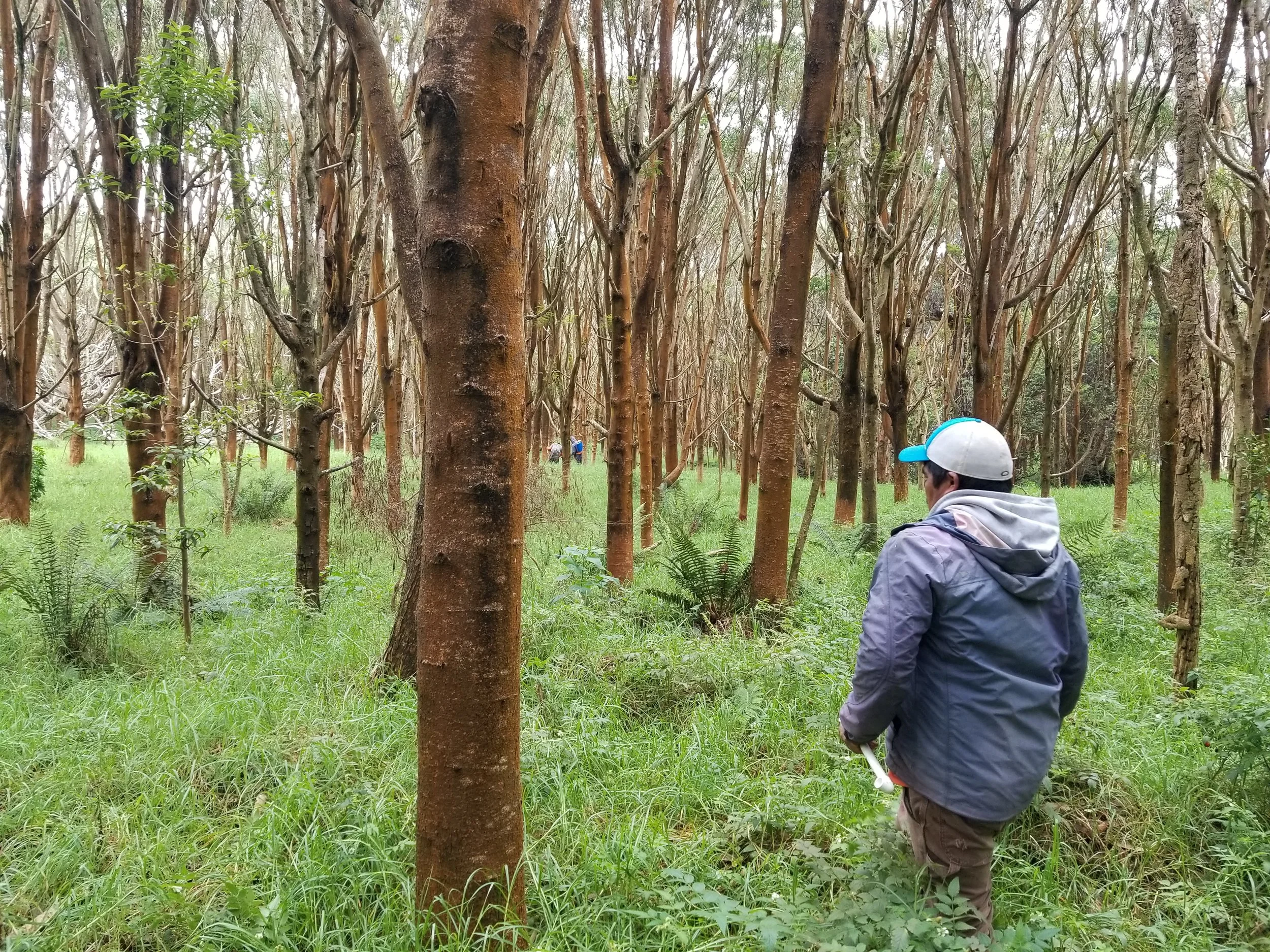 Forest Solutions Inc.