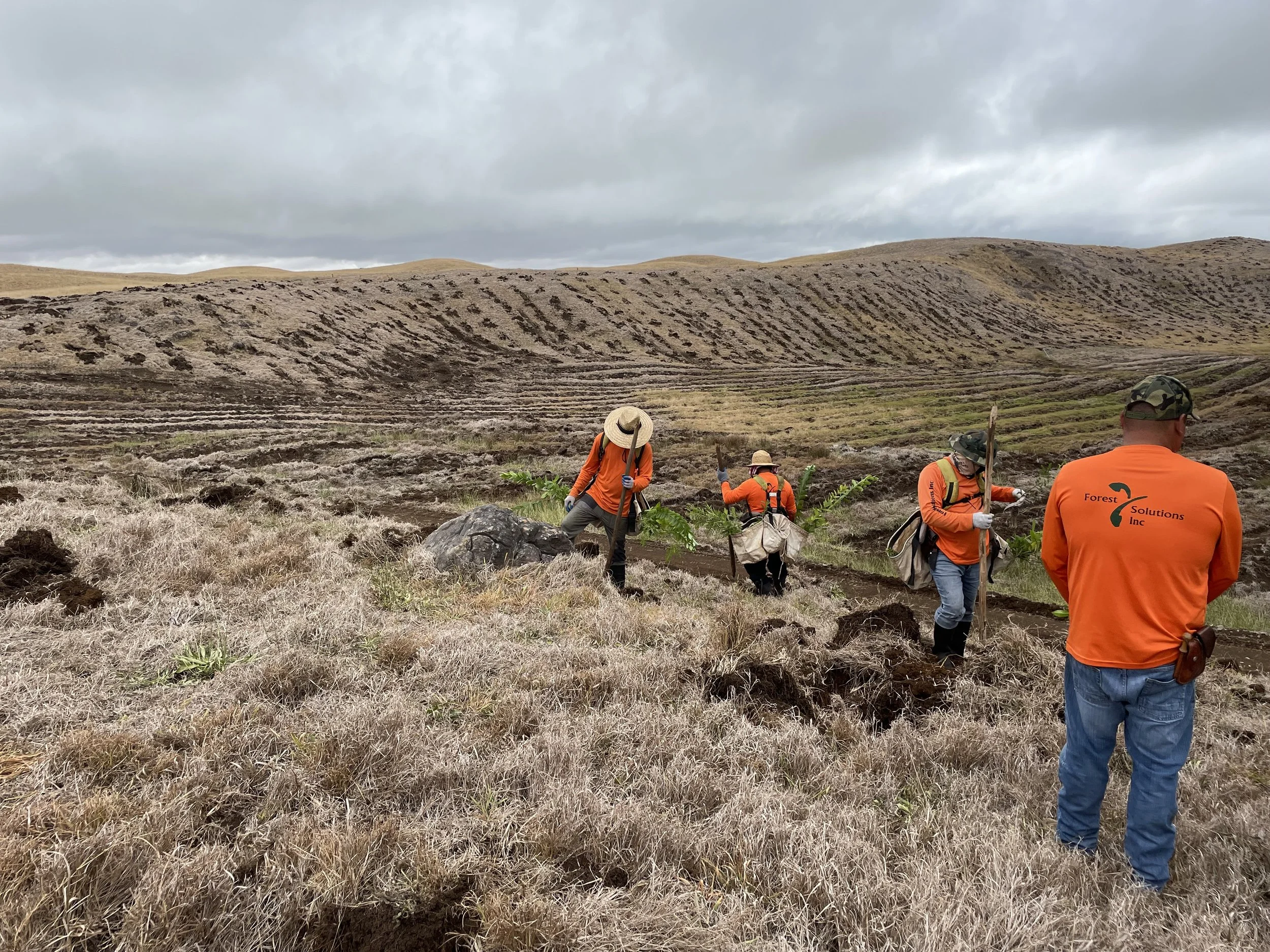 Forest Solutions Inc.