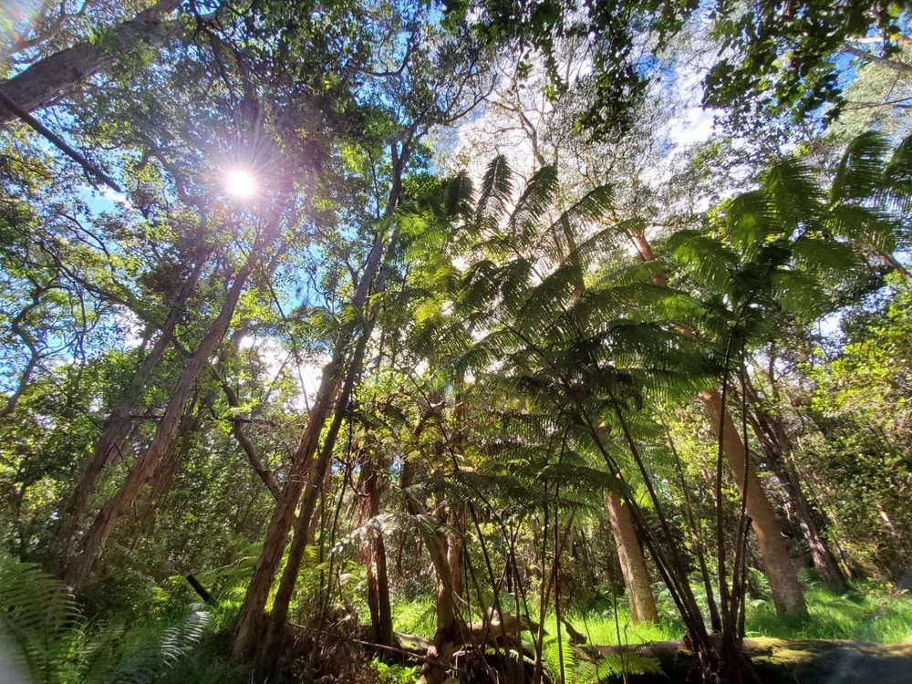 Our Services — Forest Solutions Inc.