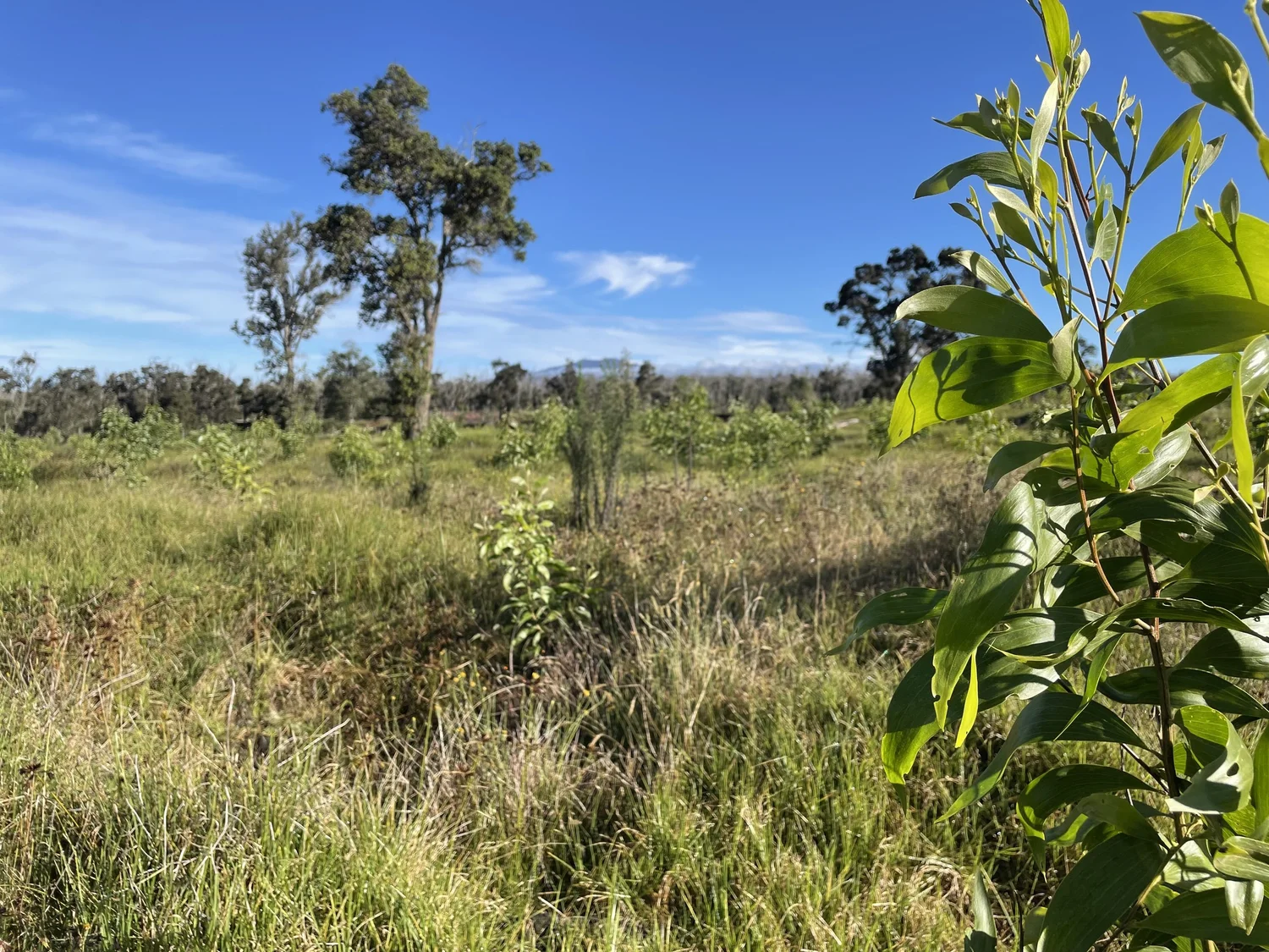 Forest Solutions Inc.