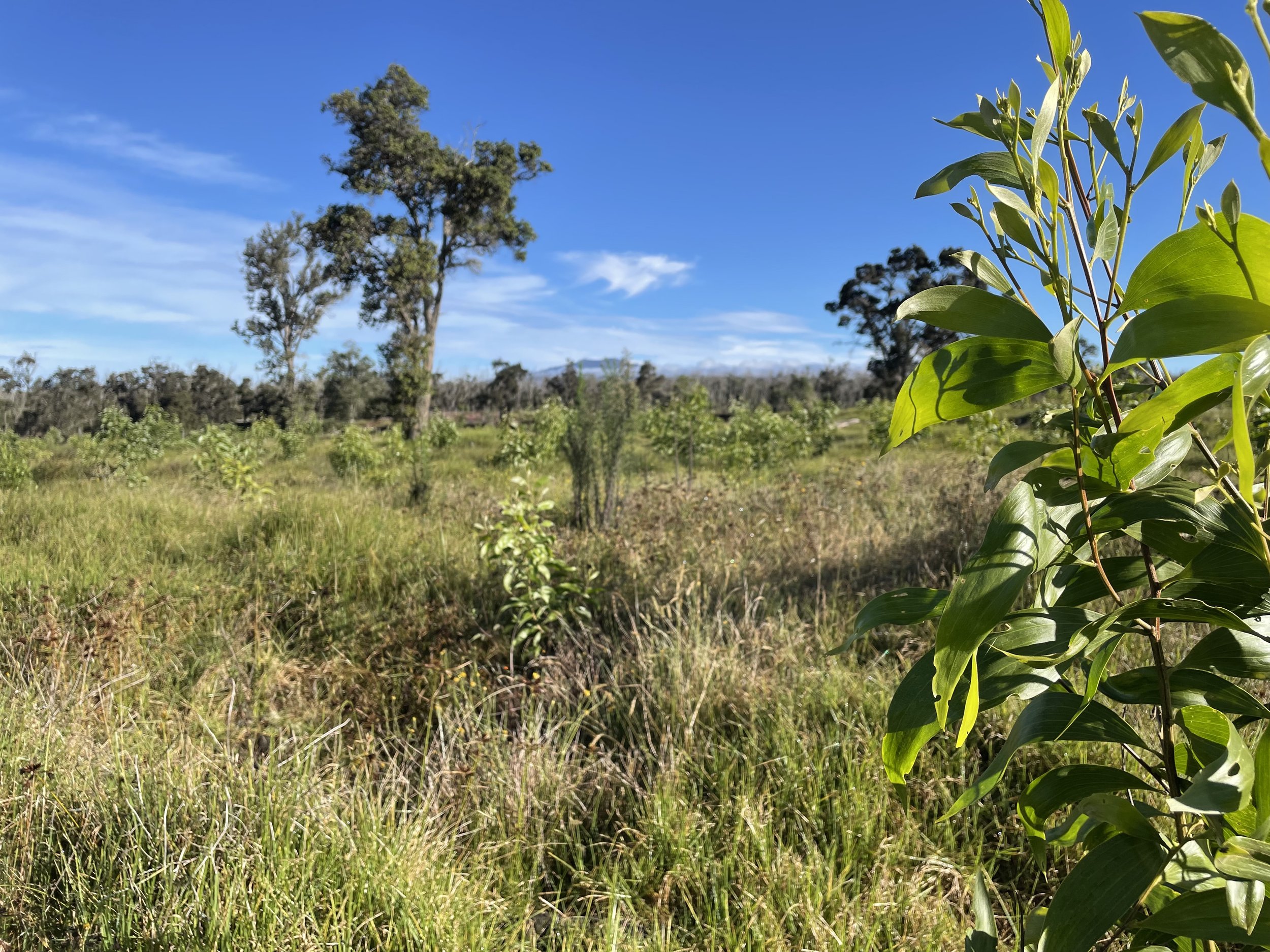 Forest Solutions Inc.