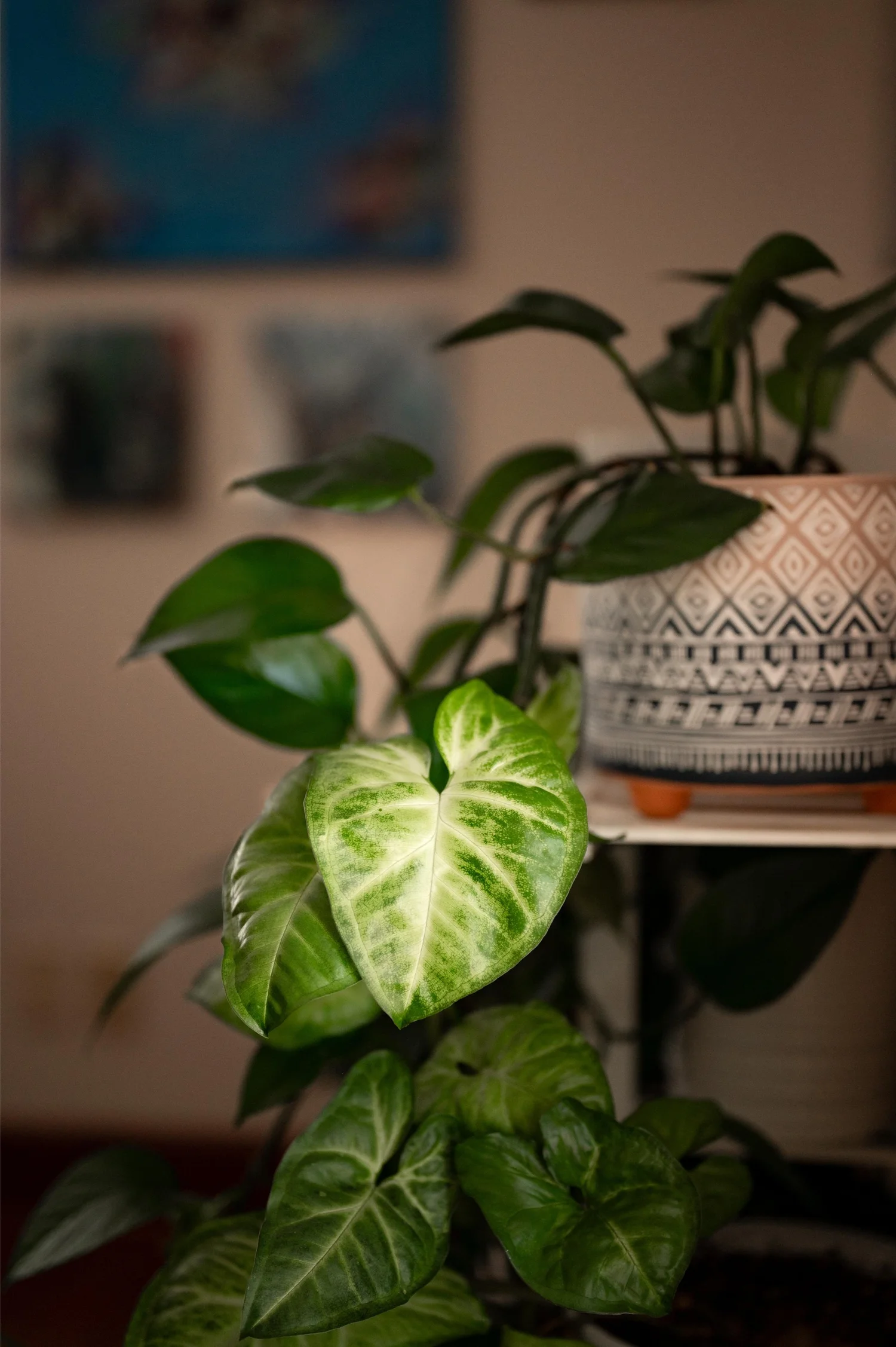 Whole Brain Solutions