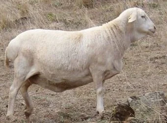 VAN ROOY (2 BEDROOM) — BAAHOUSE Architecture