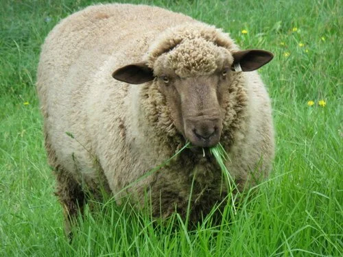 BOND (1 BEDROOM) — BAAHOUSE Architecture