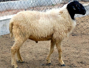 BALUCHI (2 BEDROOM) — BAAHOUSE Architecture