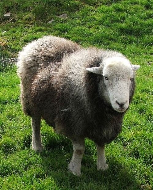 HERDWICK (STUDIO, 1 -3 BEDROOM) — BAAHOUSE Architecture