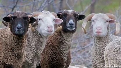 SANTA CRUZ (3 BEDROOM) — BAAHOUSE Architecture