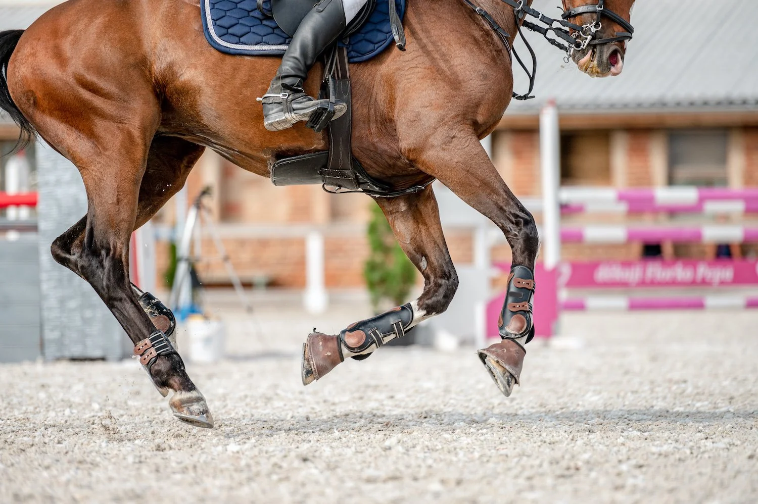 Regenerative Medicine | Enhance Equine Healing Today — The Athletic Horse