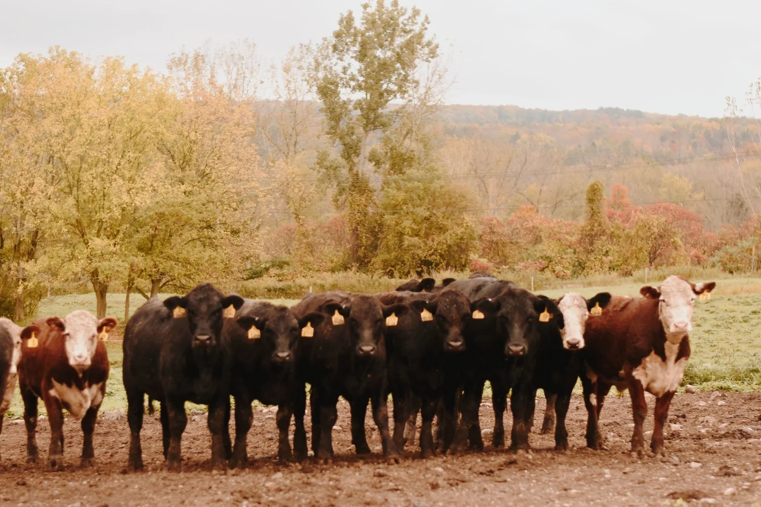 WHAT'S IN SEASON — Thorpe's Organic Family Farm