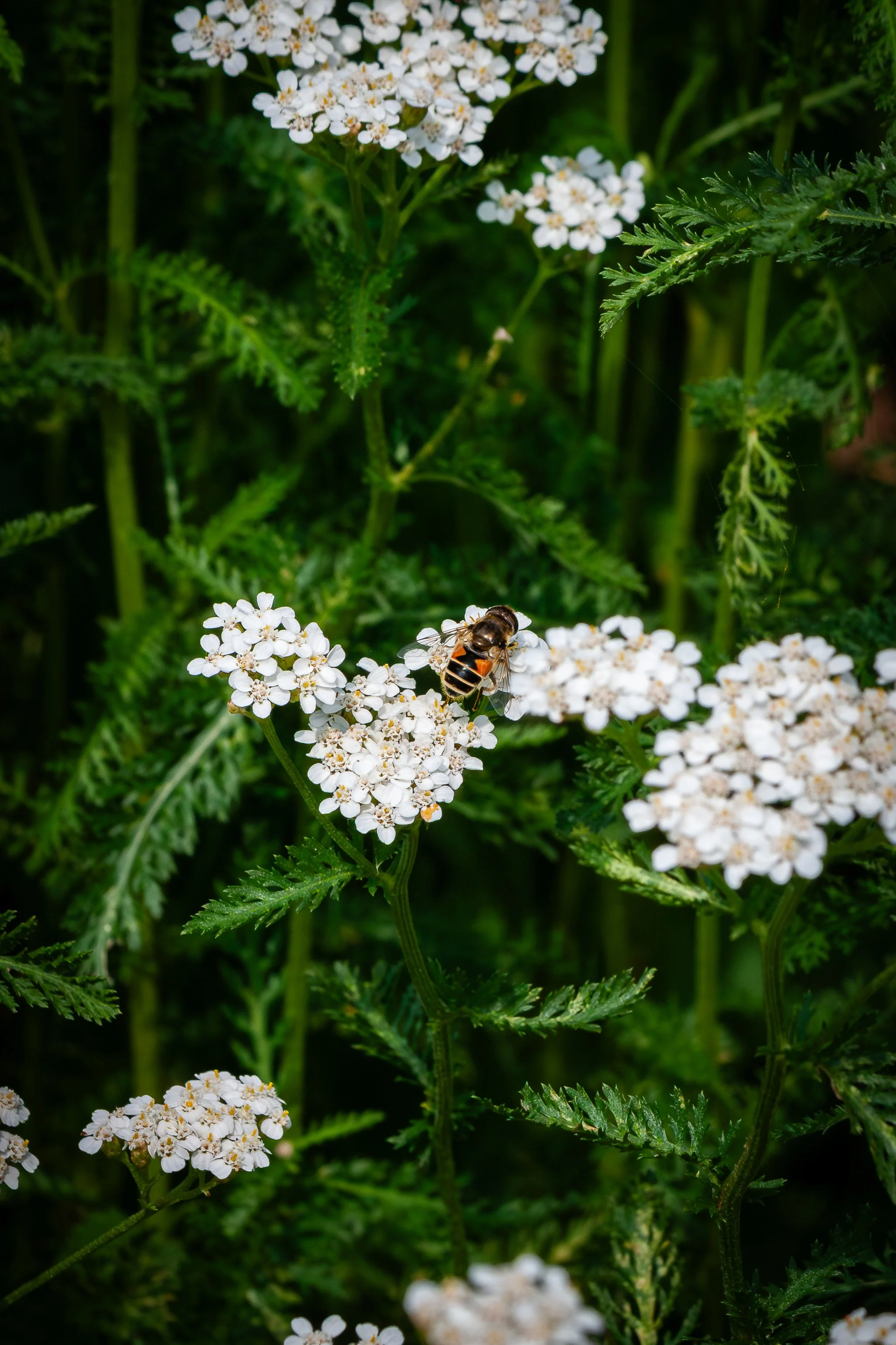 Wilson Herb Farm — Adventure Dinner