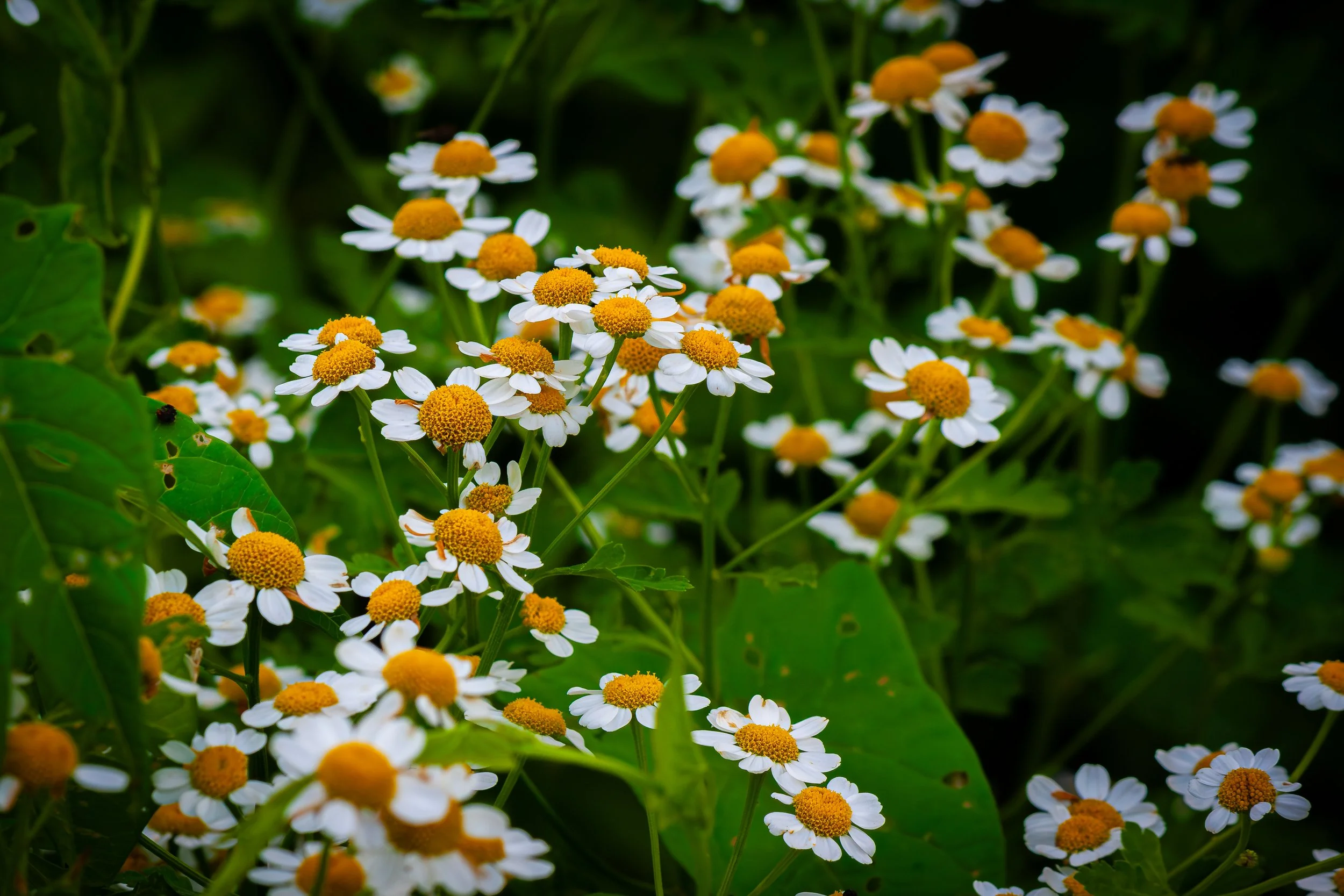Wilson Herb Farm — Adventure Dinner