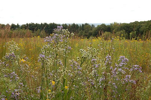 Wildflower Meadows: Let’s Get Real — NDAL: New Directions in the ...