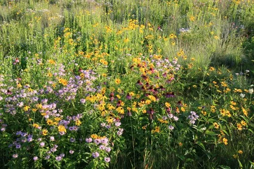 Wildflower Meadows: Let’s Get Real — NDAL: New Directions in the ...