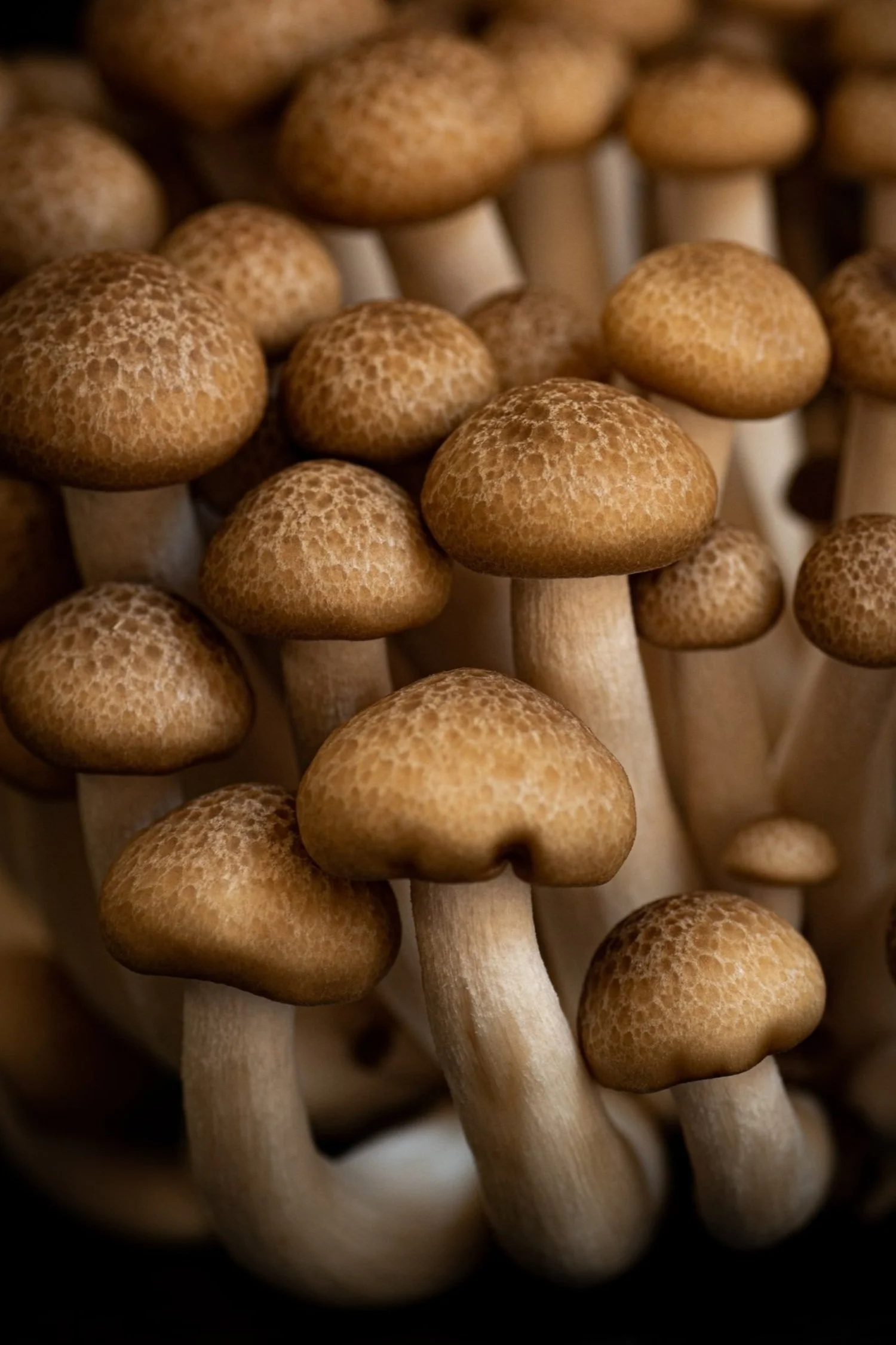 Ô Champignon - Champignons urbains.
