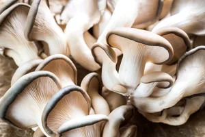 Ô Champignon - Champignons urbains.