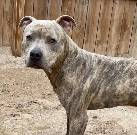 Adopt a Dog — Pound Buddies