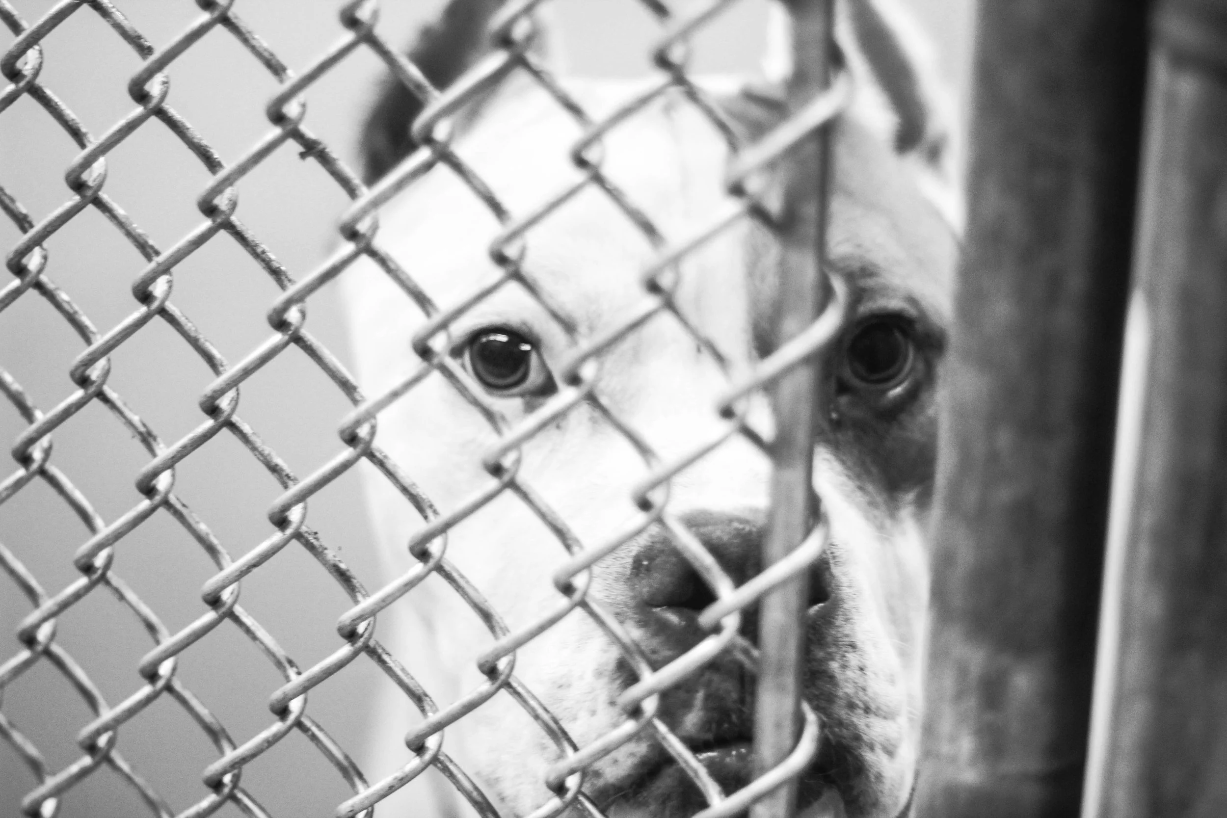 Raising the Woof! — Pound Buddies