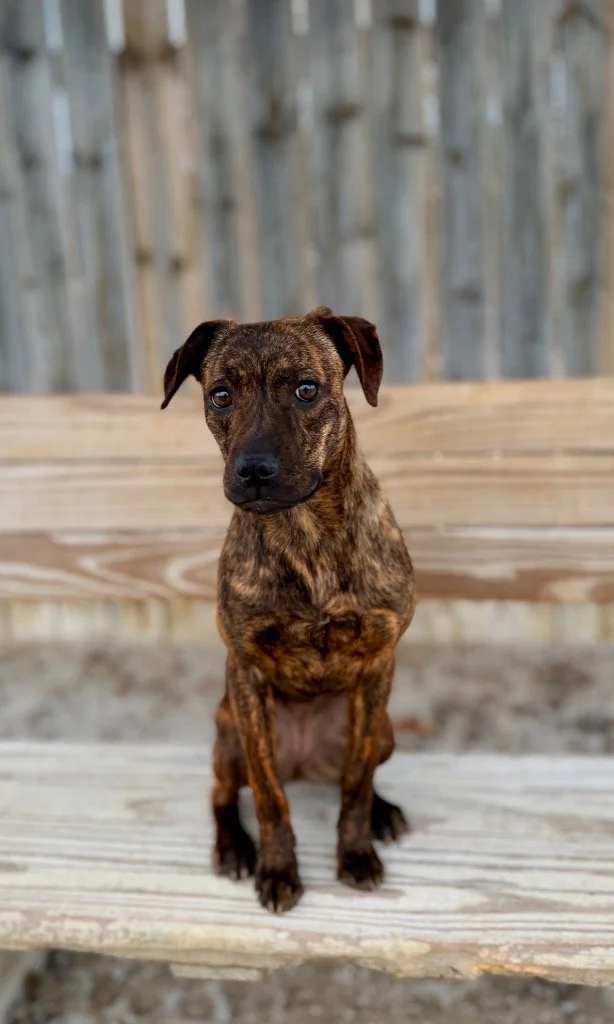 Adoptable Dogs — Pound Buddies