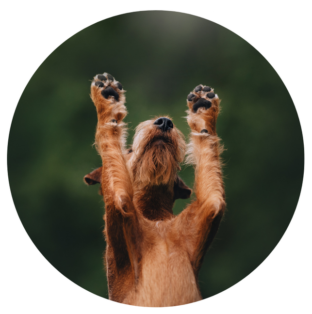 Raising the Woof! — Pound Buddies