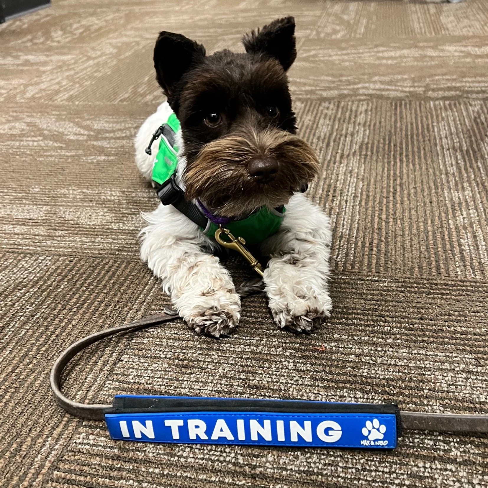 Hearing Assistance Dogs: Making the World a More Accessible Place ...