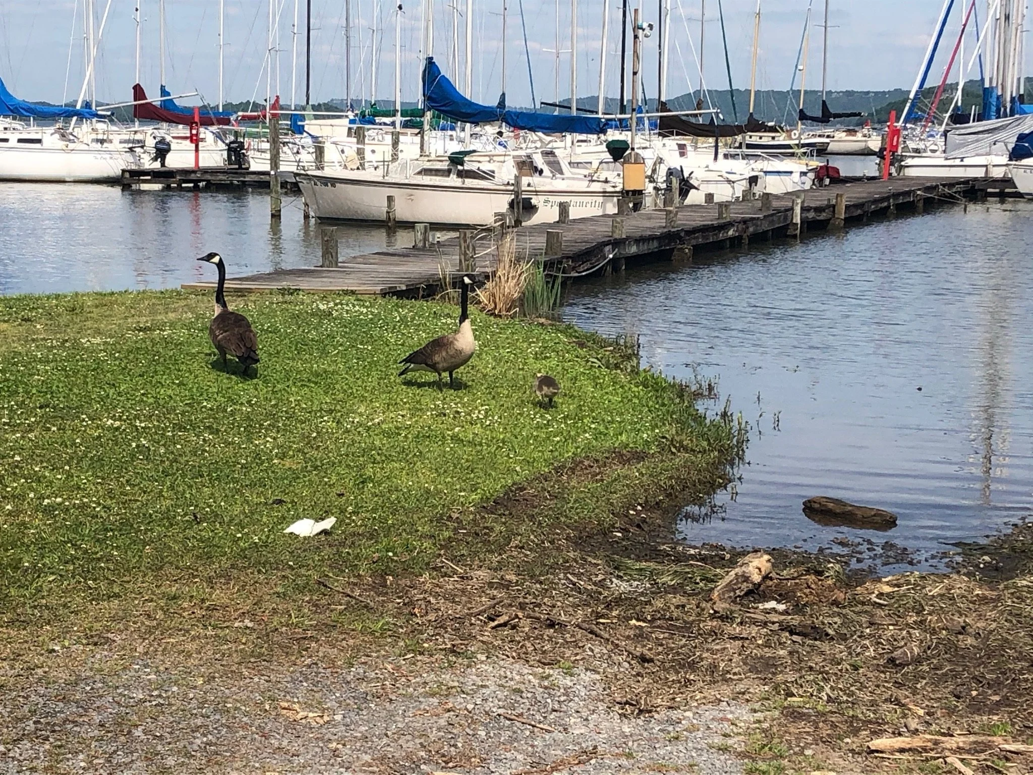 OUR MARINA — North Alabama Sailing Marina
