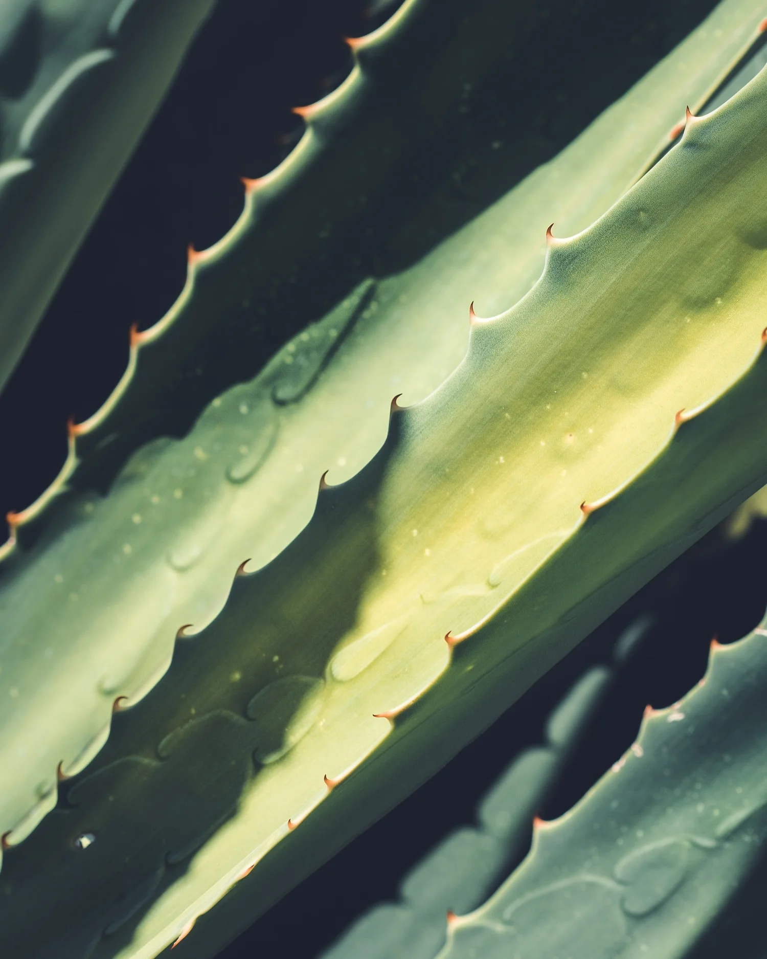 What’s The Deal With Aloe Vera Juice? — FÖRENA