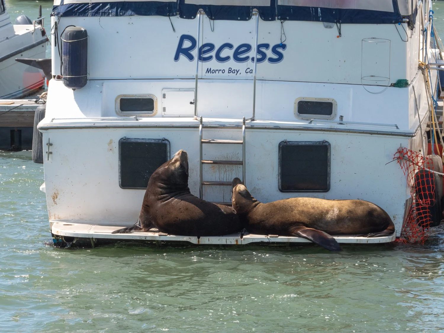 Animals — Roaming Thru America