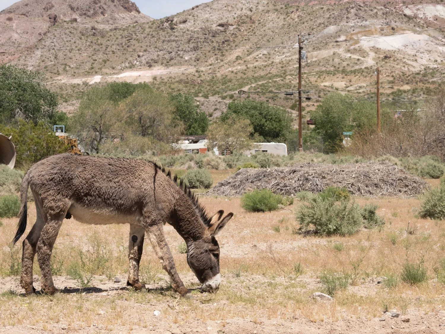 Animals — Roaming Thru America