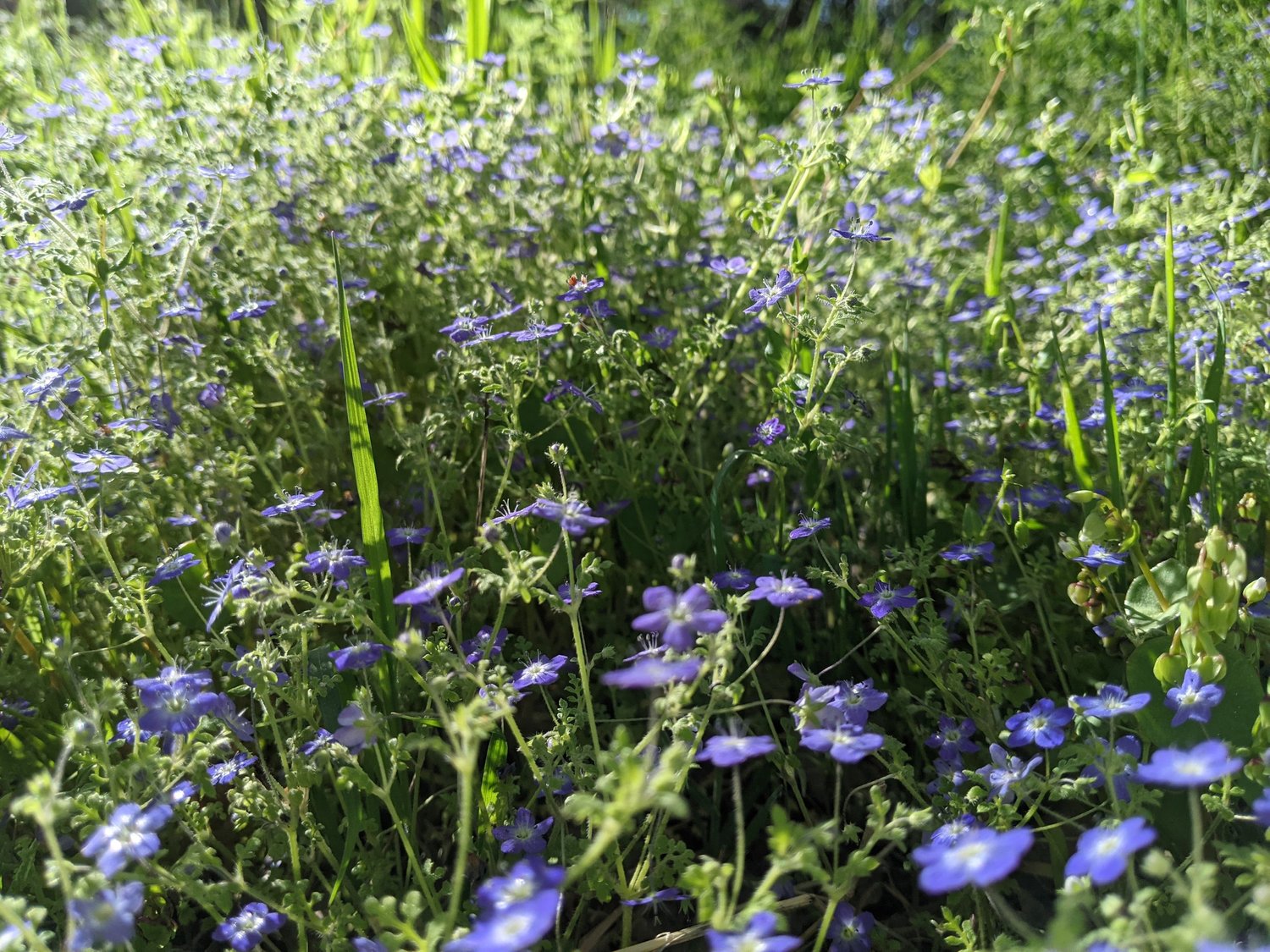 Ser Cho Ling Buddhist Nyungne Temple