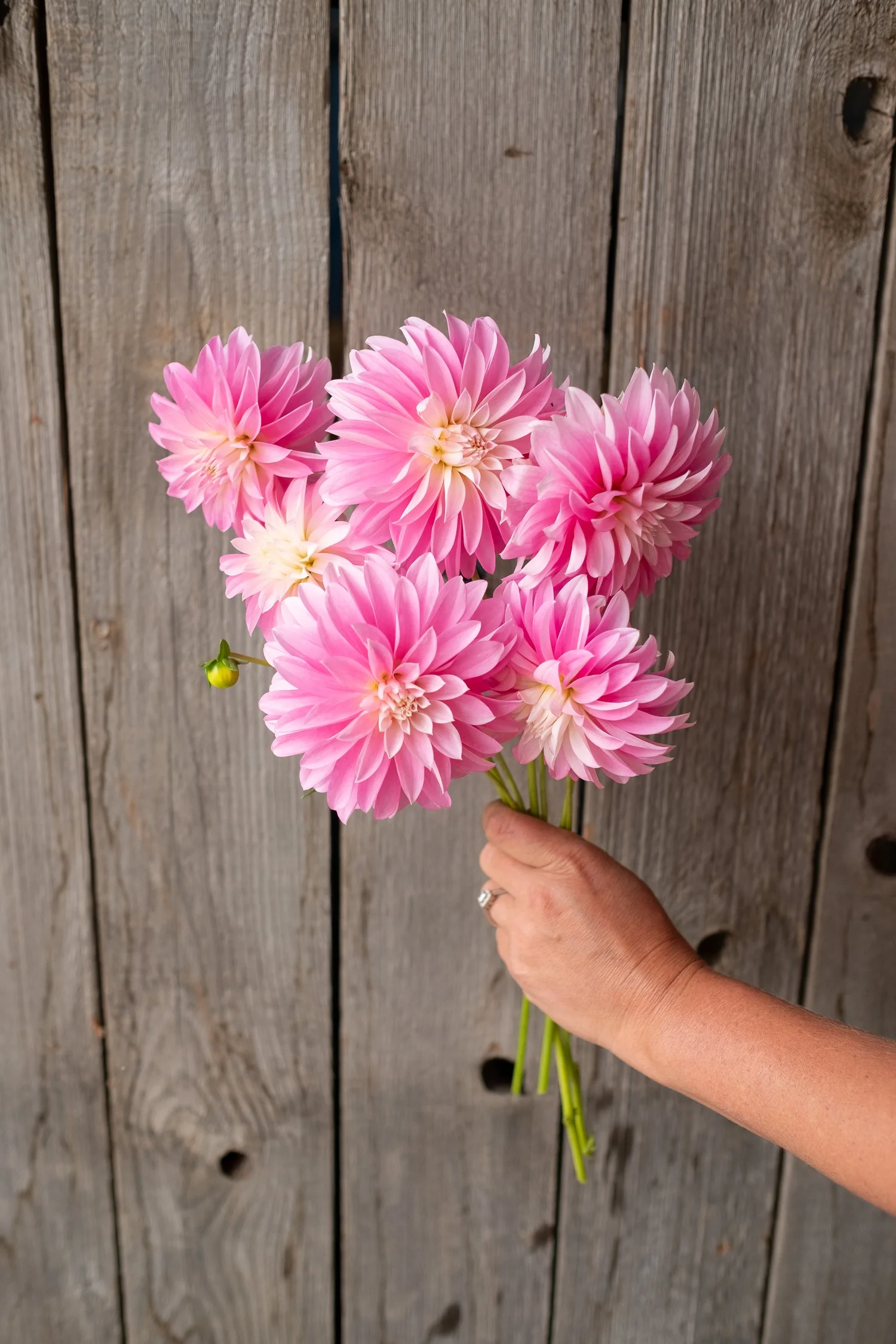 Coralie — Pretty Flower Farm