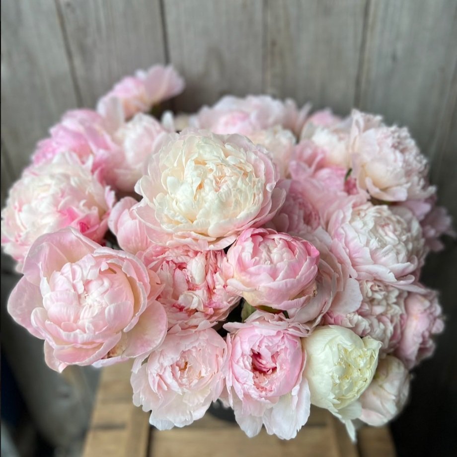 Peony - Sarah Bernhardt — Pretty Flower Farm