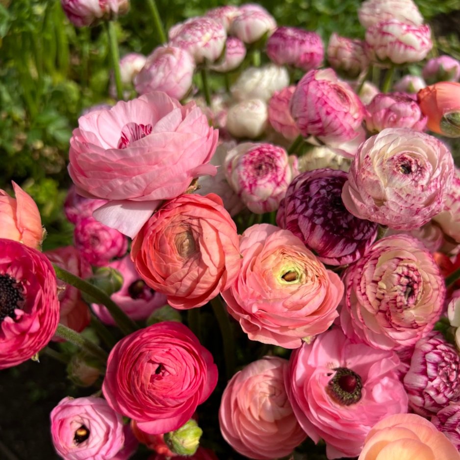 Ranunculus - Chamallow — Pretty Flower Farm