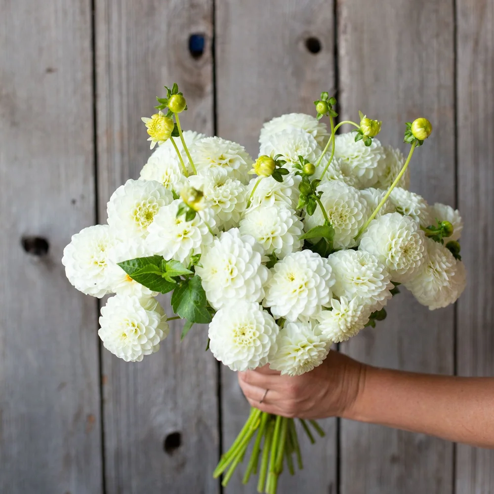 White Aster Bouquet