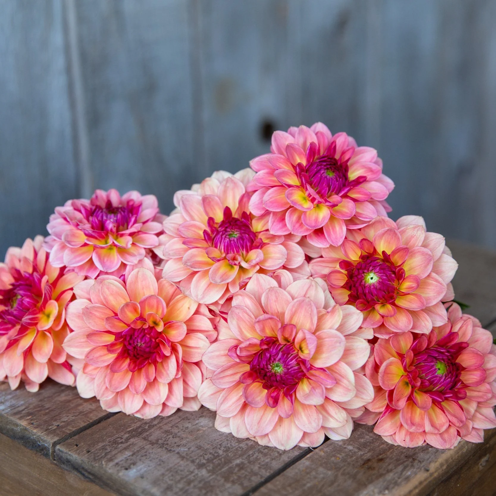 Lady Liberty — Pretty Flower Farm