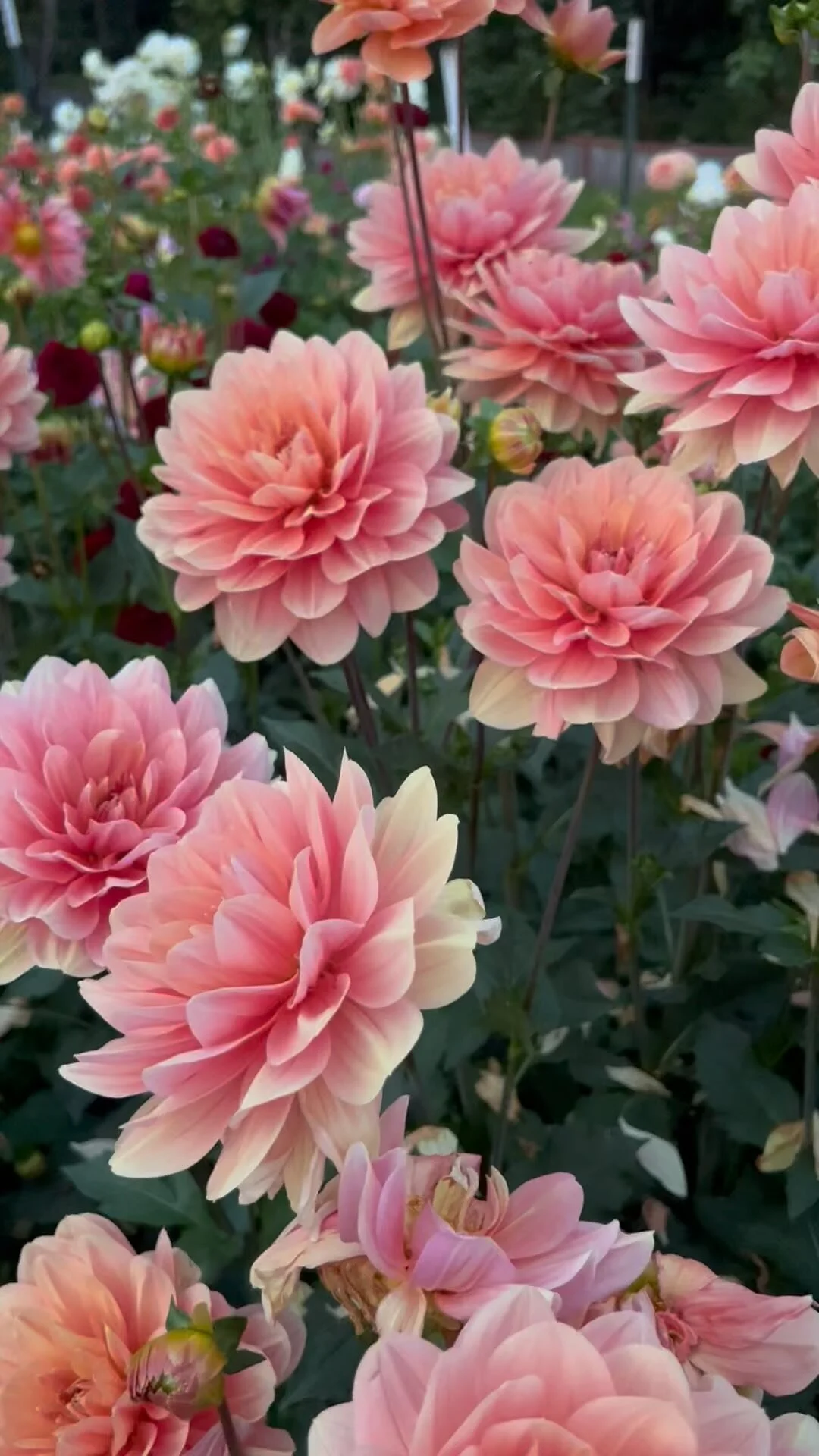 What We Offer — Pretty Flower Farm