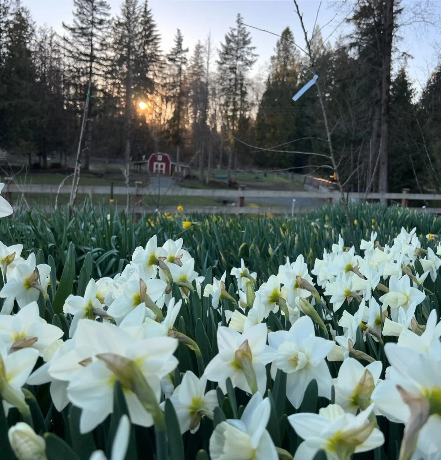 HOW TO... — Pretty Flower Farm