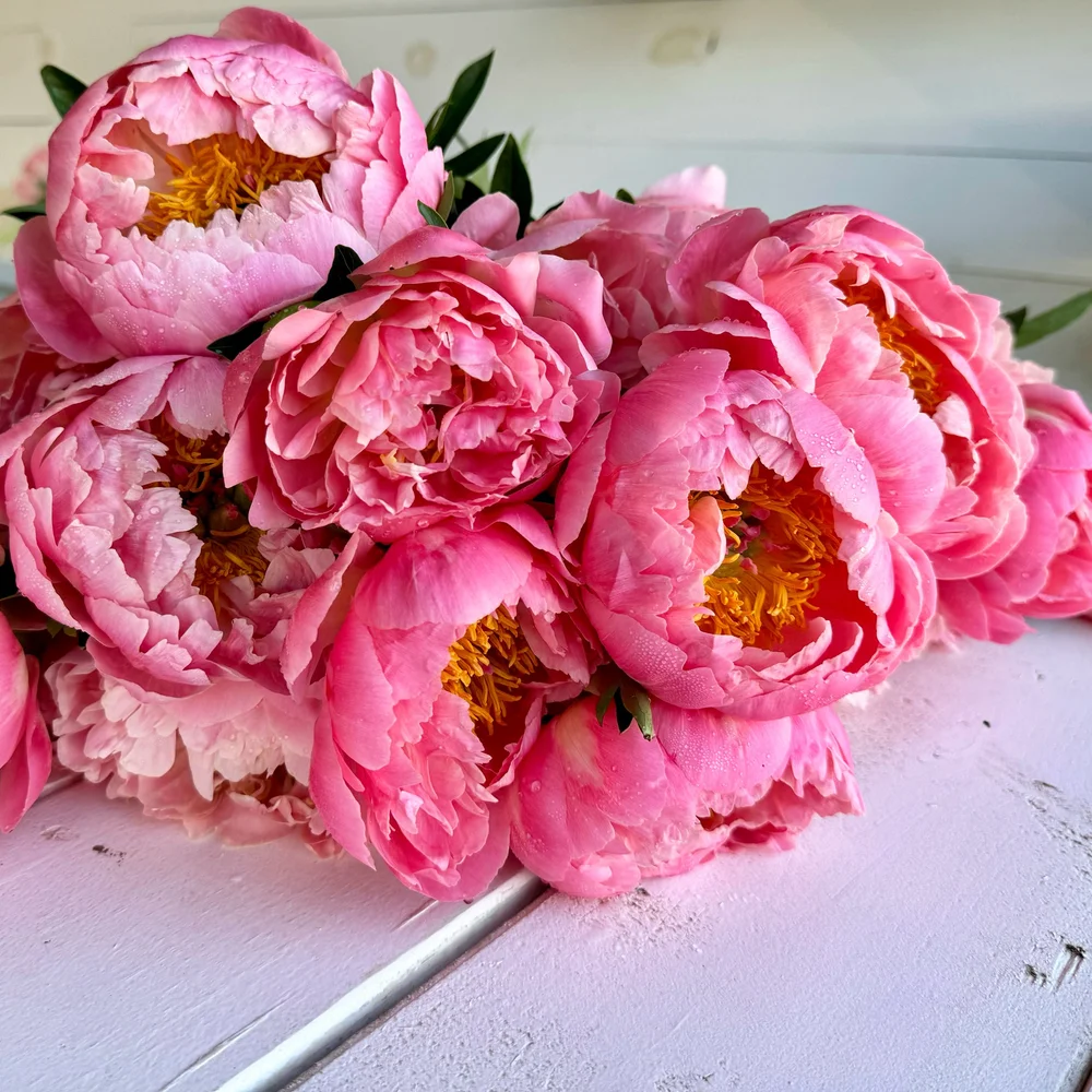 Peony Season: Celebrating Indiana’s State Flower — Pine & Posey